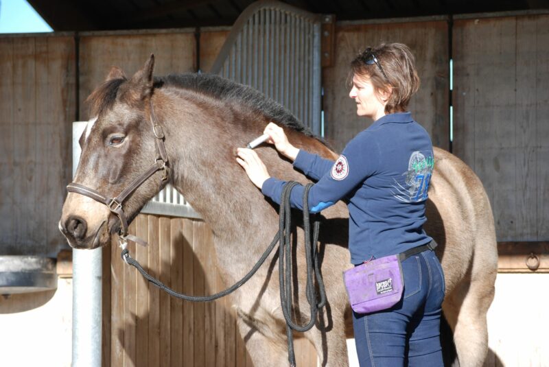 Clicker Training & Medical Training avec le cheval